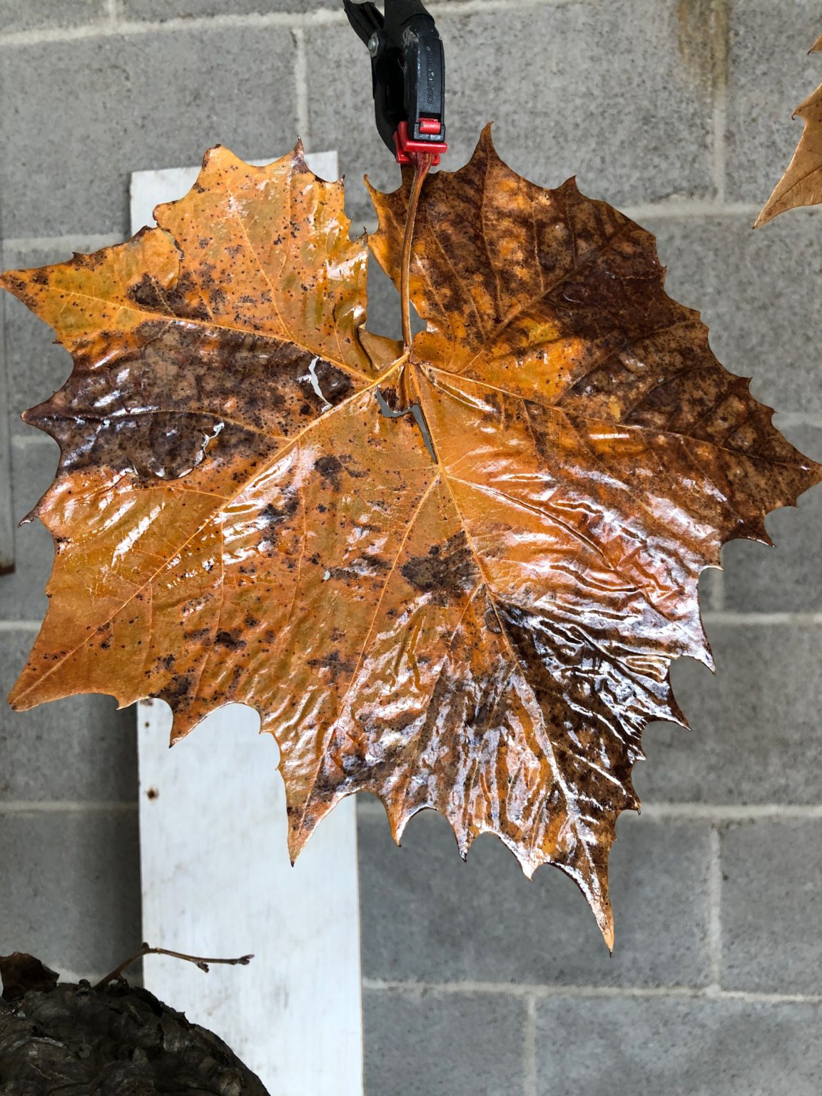 IMG_2629 | Mister Goodtools